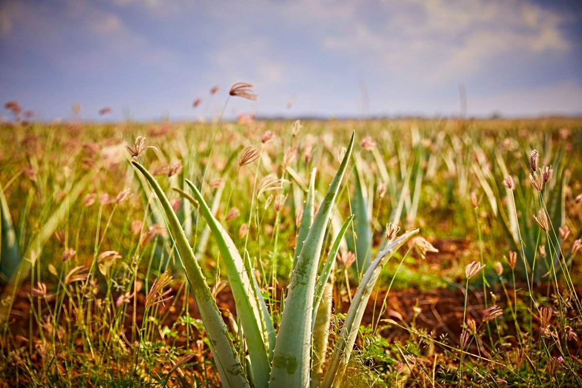 Γιατί Αλόη Βέρα; | Aloe Vera Greece